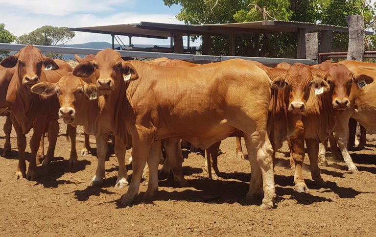 SOLD: 21 Purebred Droughtmaster Stud Heifers – Gilliland Livestock ...