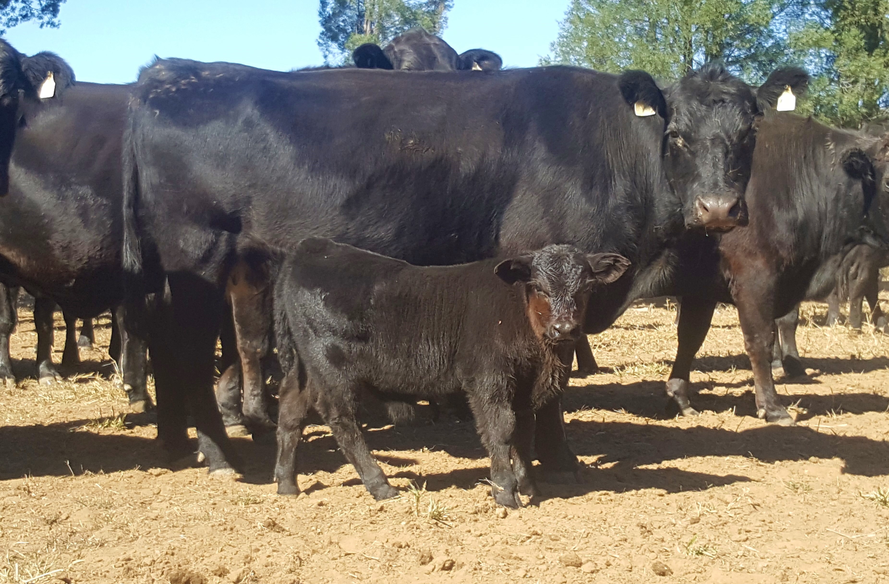 Dalby Weekly Cattle Sale | Gilliland Livestock Marketing | Livestock Agents