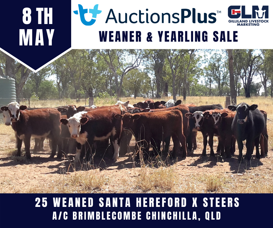AuctionsPlus | Gilliland Livestock Marketing | Livestock & Property Agents