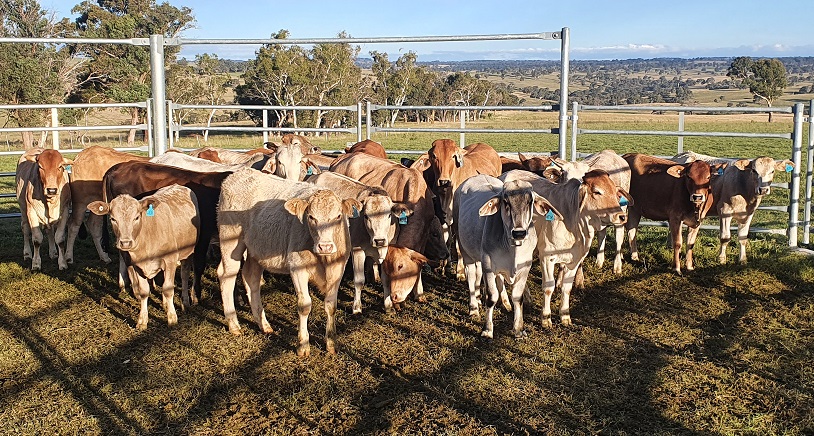 AuctionsPlus | Gilliland Livestock Marketing | Livestock & Property Agents