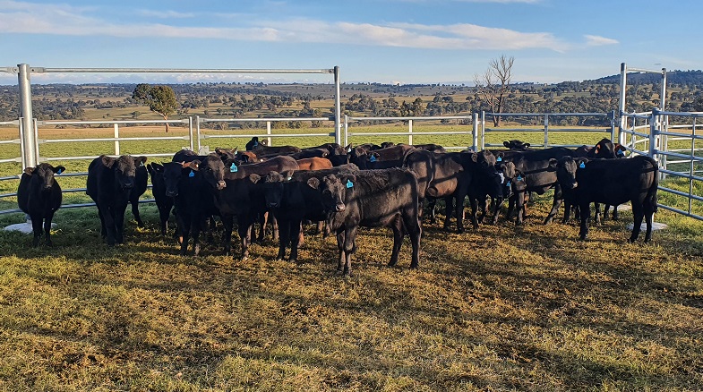 AuctionsPlus | Gilliland Livestock Marketing | Livestock & Property Agents