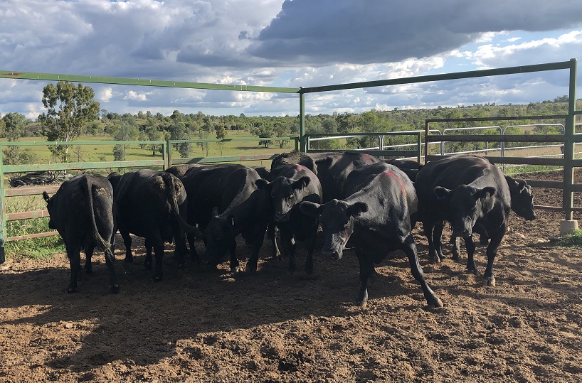 AuctionsPlus | Gilliland Livestock Marketing | Livestock & Property Agents