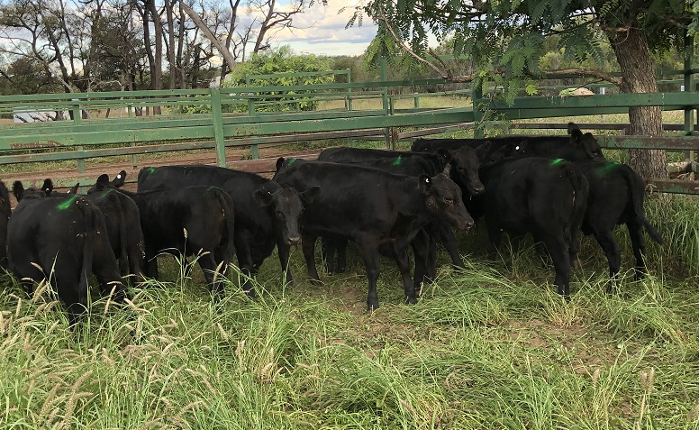 AuctionsPlus | Gilliland Livestock Marketing | Livestock & Property Agents