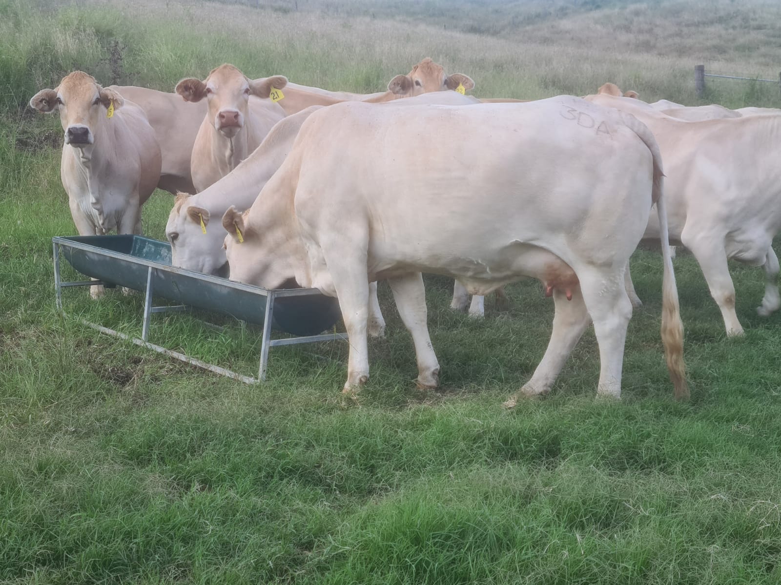 20 X 20 F1 CHARBRAY COWS WITH SPECKLE PARK CALVES AT FOOT AND PTIC TO ...