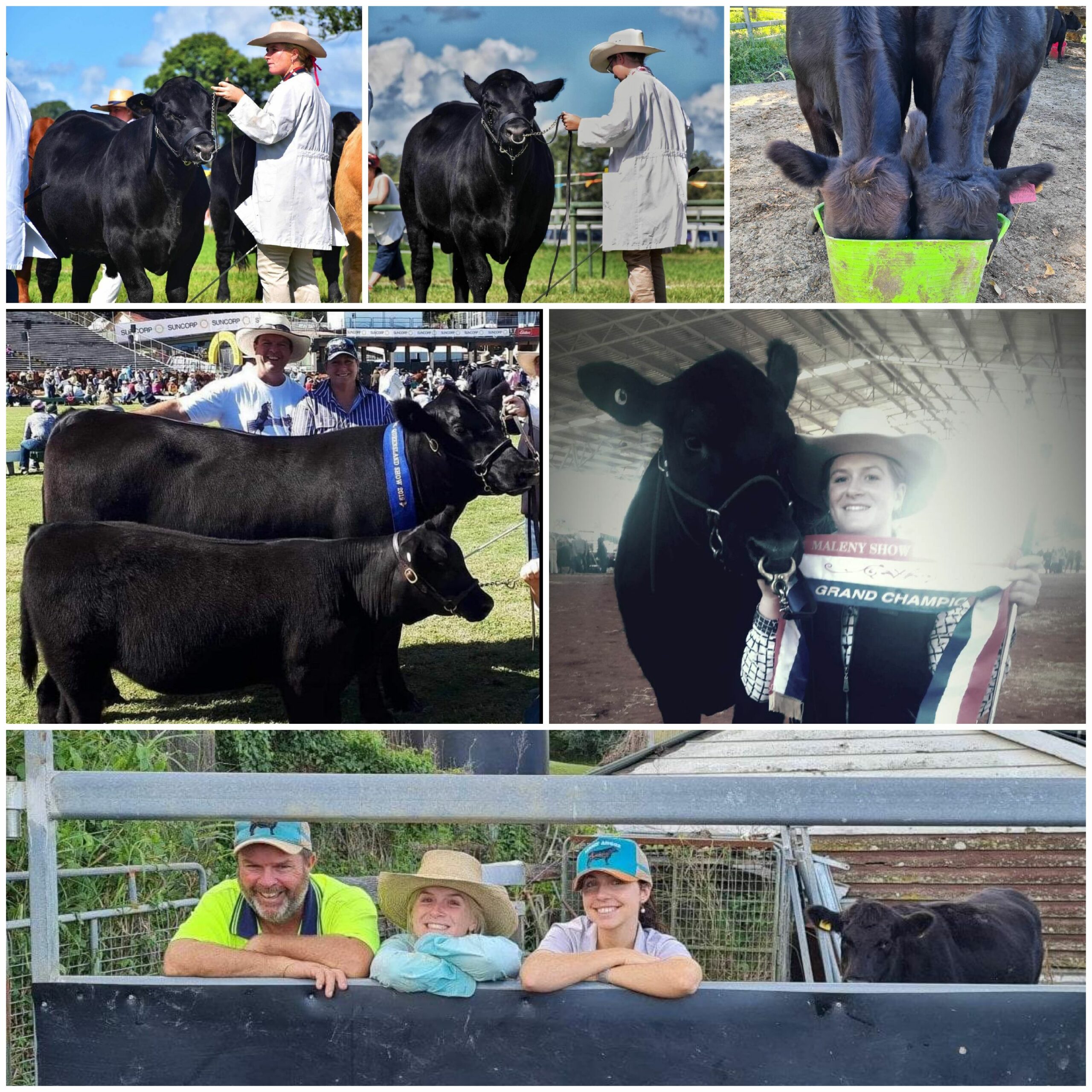 Warrawee Angus Stud Bull Sale – Gilliland Livestock Marketing