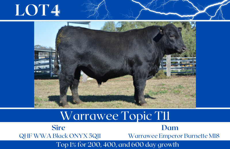 Warrawee Angus Stud Bull Sale – Gilliland Livestock Marketing