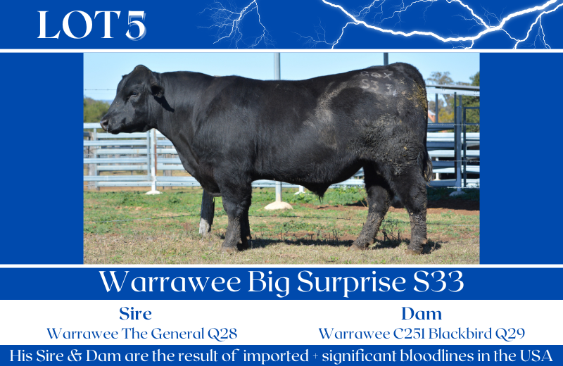 Warrawee Angus Stud Bull Sale – Gilliland Livestock Marketing