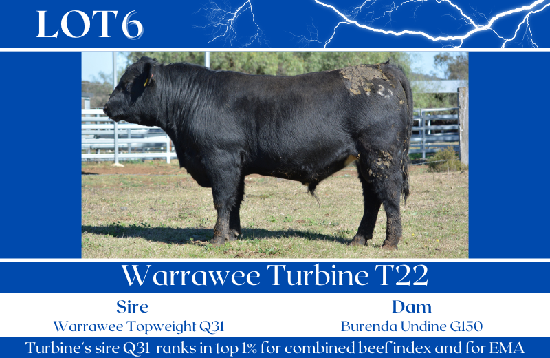Warrawee Angus Stud Bull Sale – Gilliland Livestock Marketing