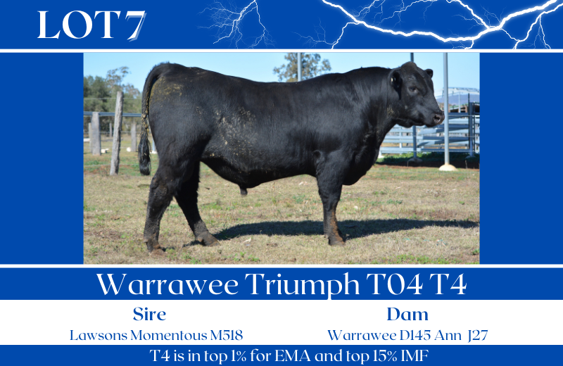 Warrawee Angus Stud Bull Sale – Gilliland Livestock Marketing