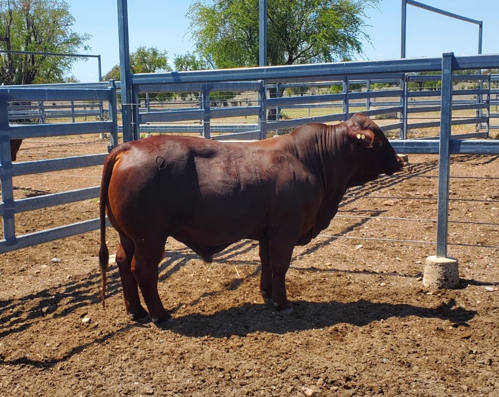 10 QUALITY SANTA BULLS – Gilliland Livestock Marketing